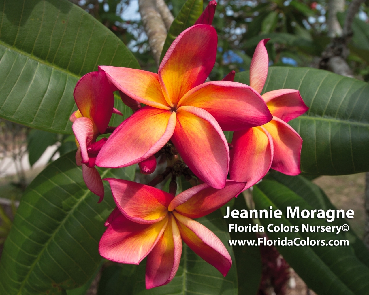 Jeannie Moragne – The Plumeria Database