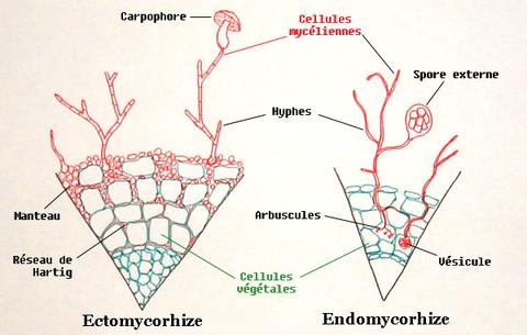 Mycorrhizae – The Plumeria Database